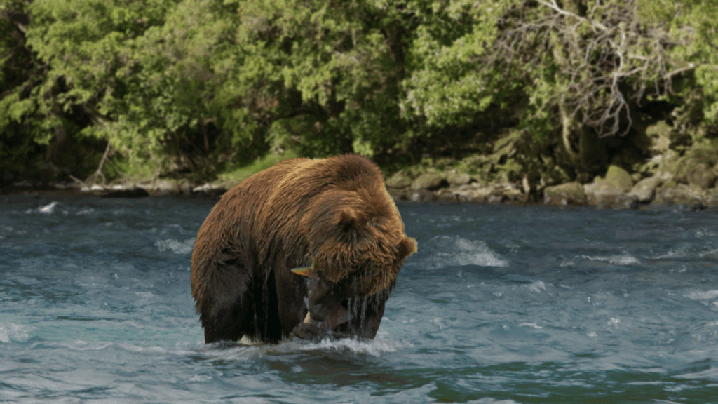 Bear – Jamm Visual
